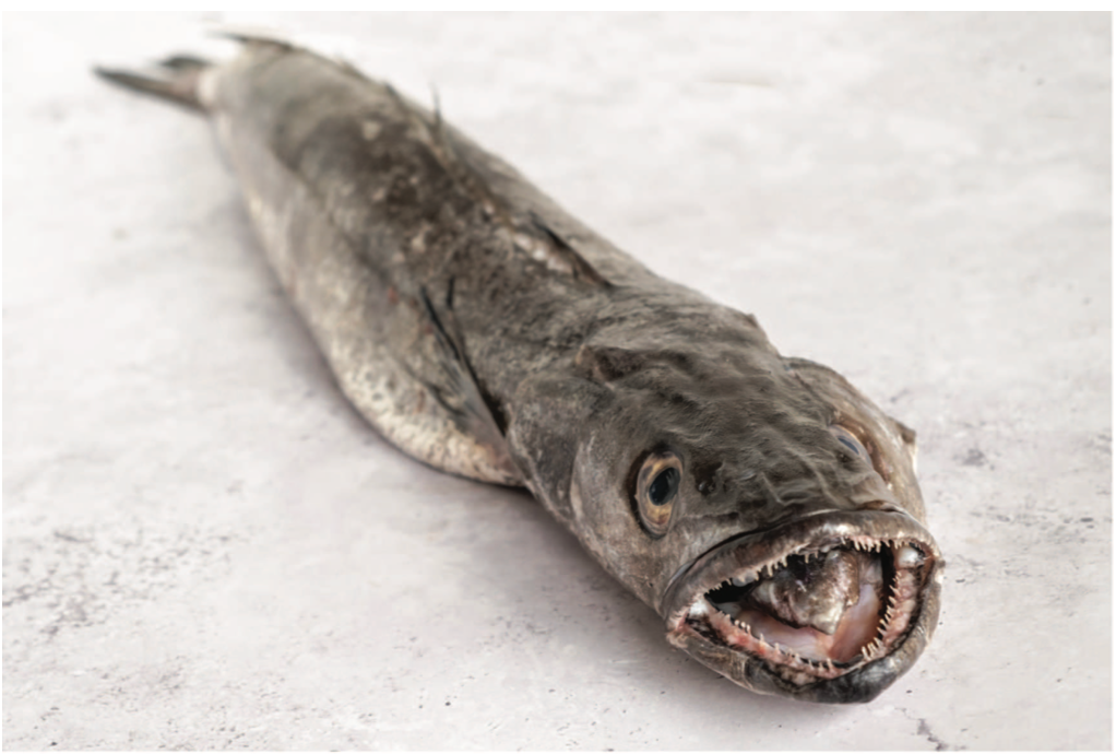Hake